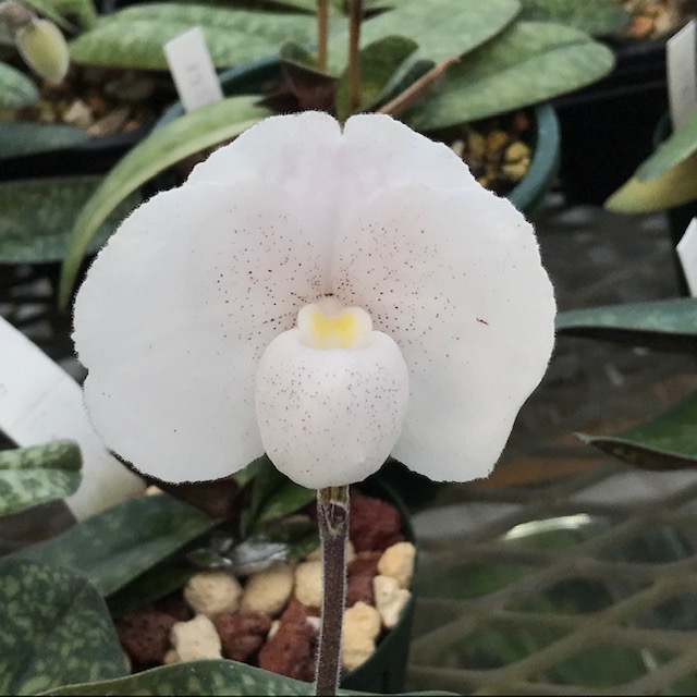 Paph.niveum’Siegfried’ | paphiofun.com