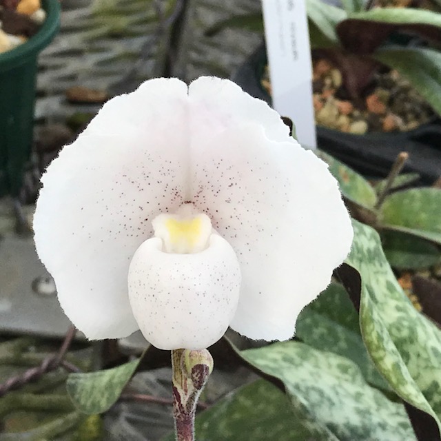 Paph.niveum’Siegfried’ | paphiofun.com