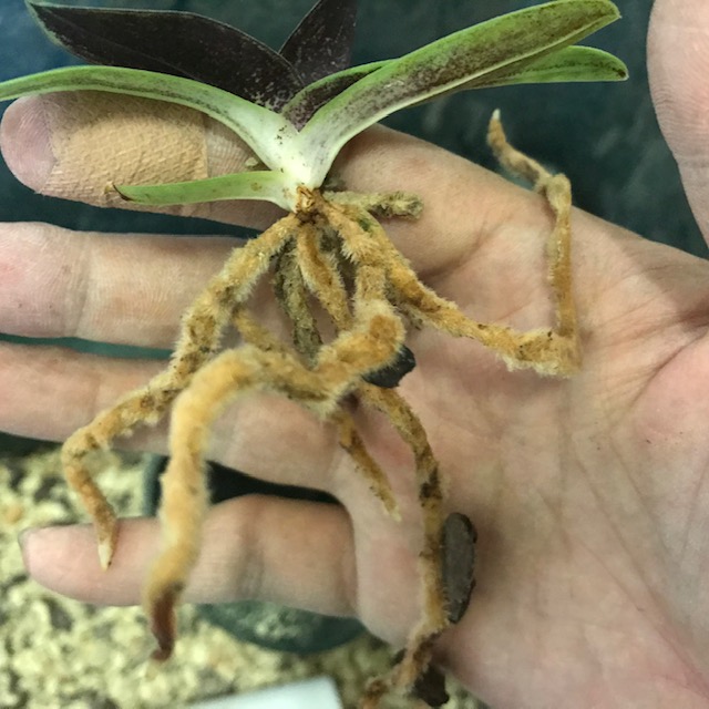 Paph.niveumのCP | paphiofun.com