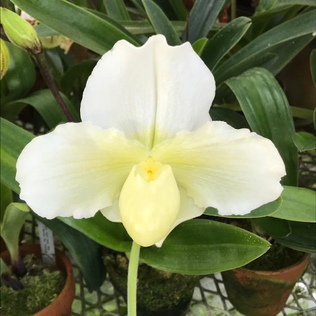 Paph.niveumの交配(交配種②) | paphiofun.com