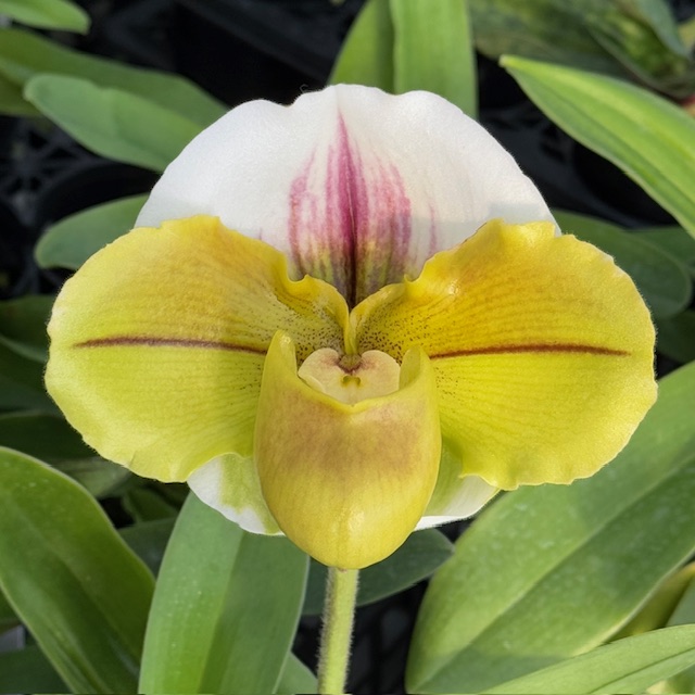 IMG_2872 | paphiofun.com