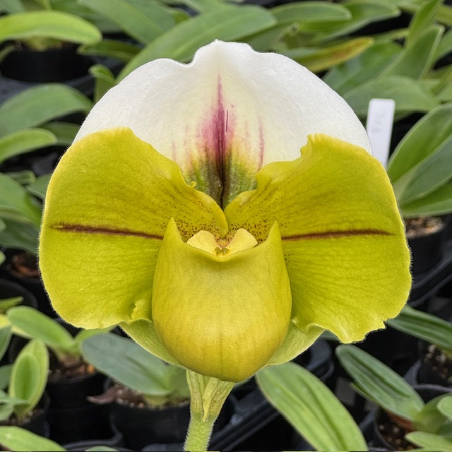 IMG_3320 | paphiofun.com